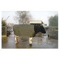 SHOOF COW COVER THERMAL EMERGENCY LARGE FRIESIAN for sale