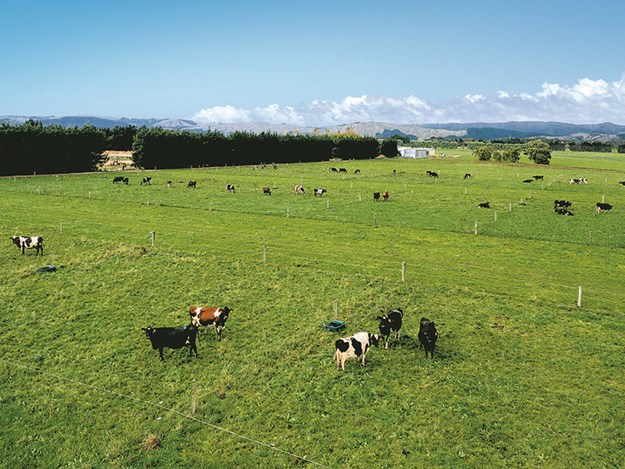 Meeting environmental targets with plantain farm advice