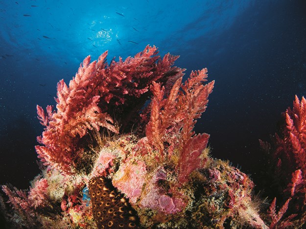 Siemens and CH4 Global reducing methane emissions with seaweed