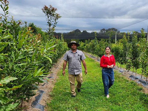 Macadamia researchers crack efficiency code