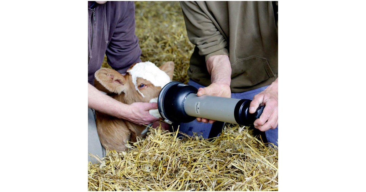 RHEINTECHNIK RESUSCITATOR HK CALF for sale