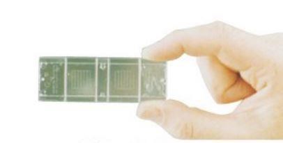 SHOOF GREEN GRID MICROSCOPE SLIDE MCMASTER for sale (refcode TA1145774)