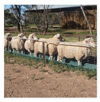 POLYMASTER RACE FOOT ROT BATH (SHEEP) for sale (refcode TA1215007)