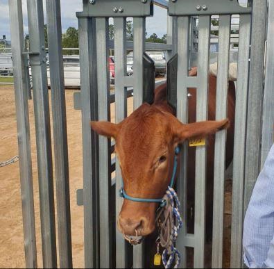 ARROWQUIP VET CRUSH COW CATCHER 4700 SERIES for sale (refcode TA1184463)